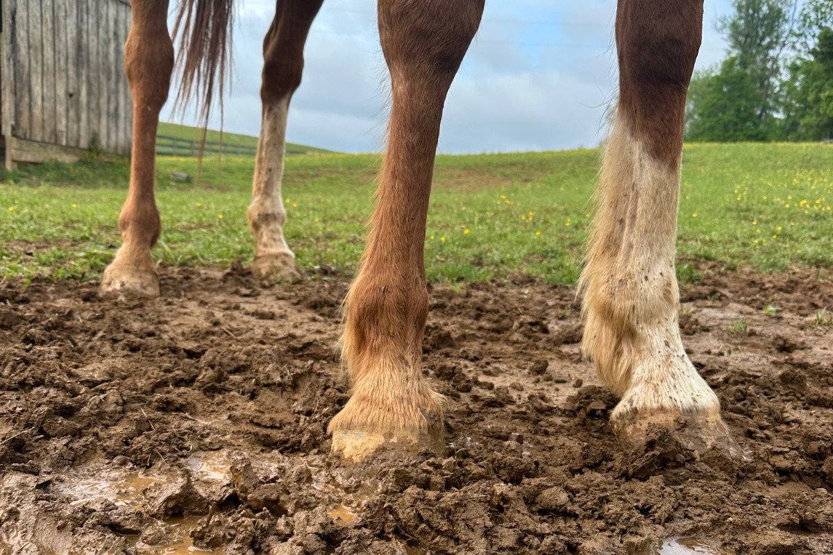 Easy, Natural Ways to Prevent and Treat Mud Fever in Horses